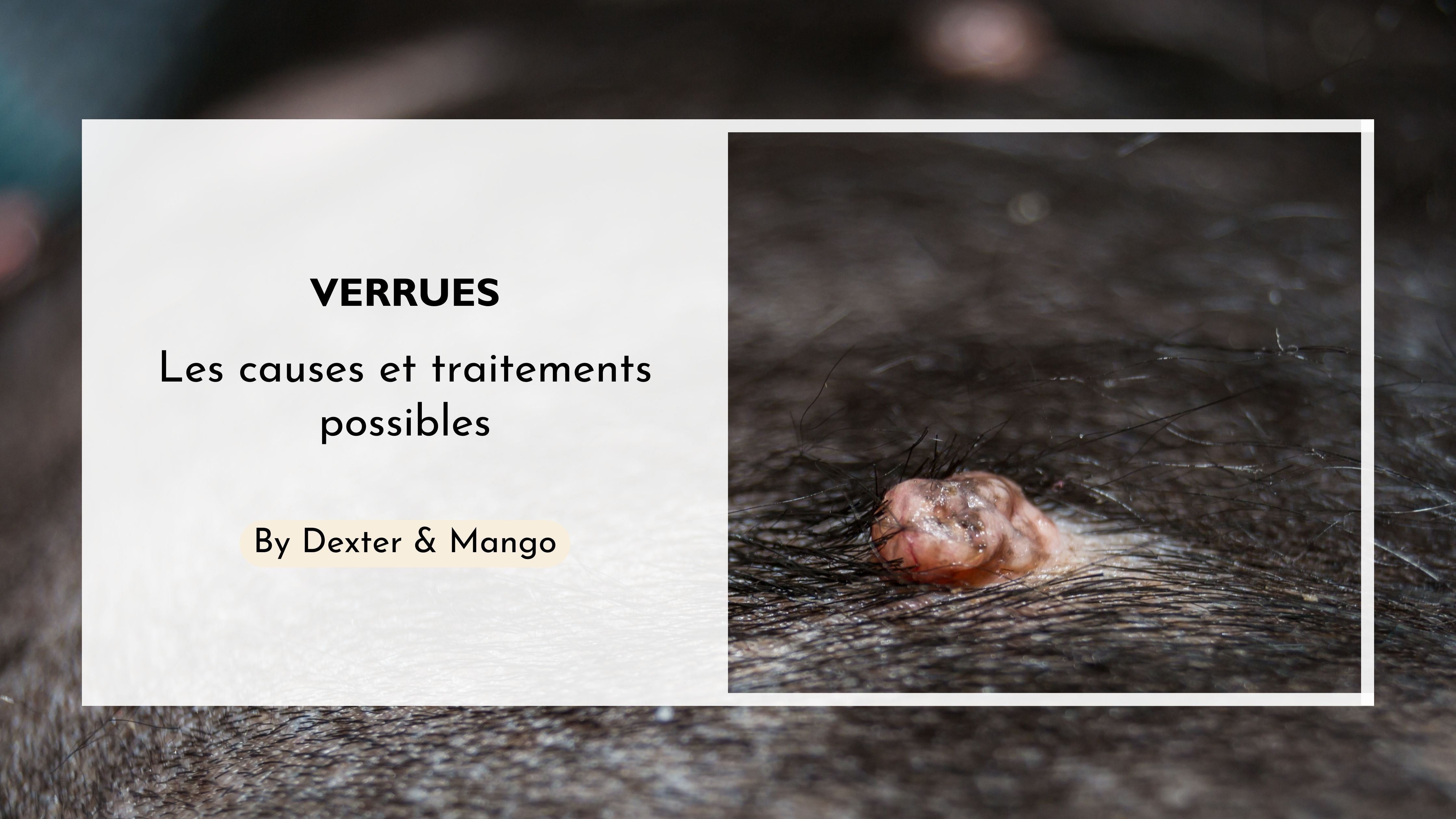 Les verrues chez le chien : Comment s'en débarrasser ? – Dexter et Mango
